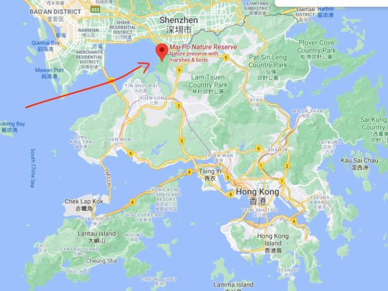 Trip Report: Birdwatching in Hong Kong’s Mai Po Nature Reserve – Newley ...